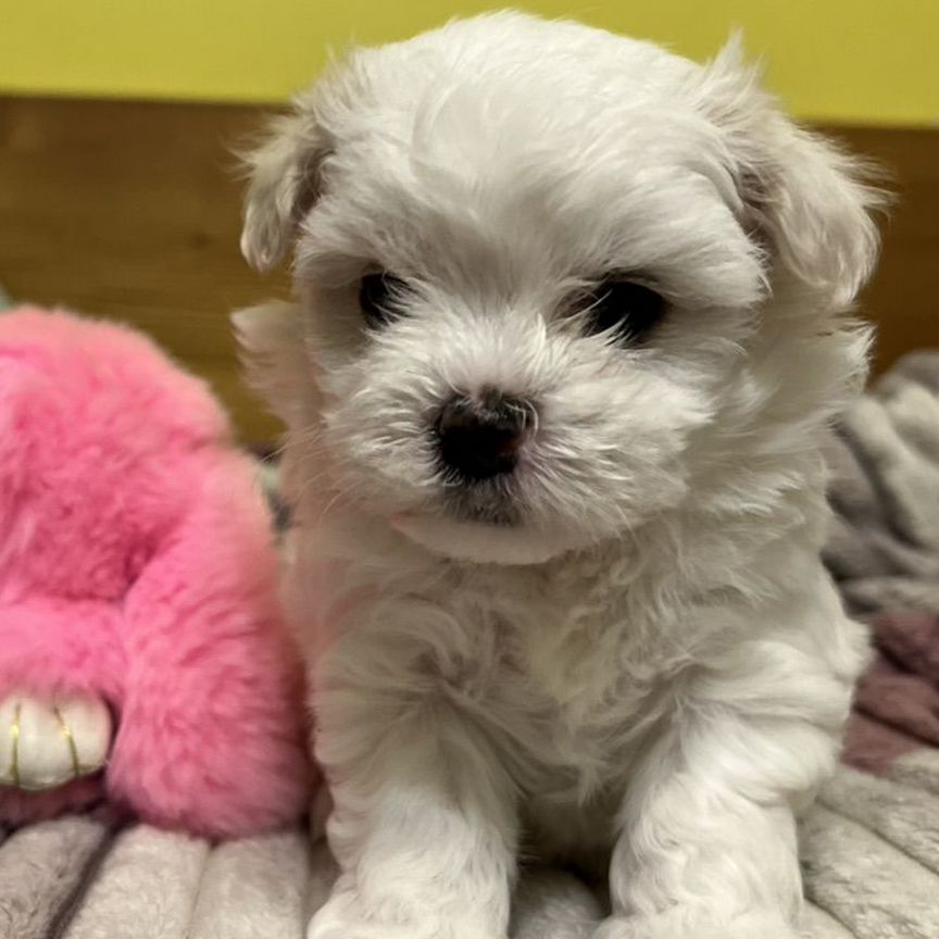 Мальтийская болонка, щенок