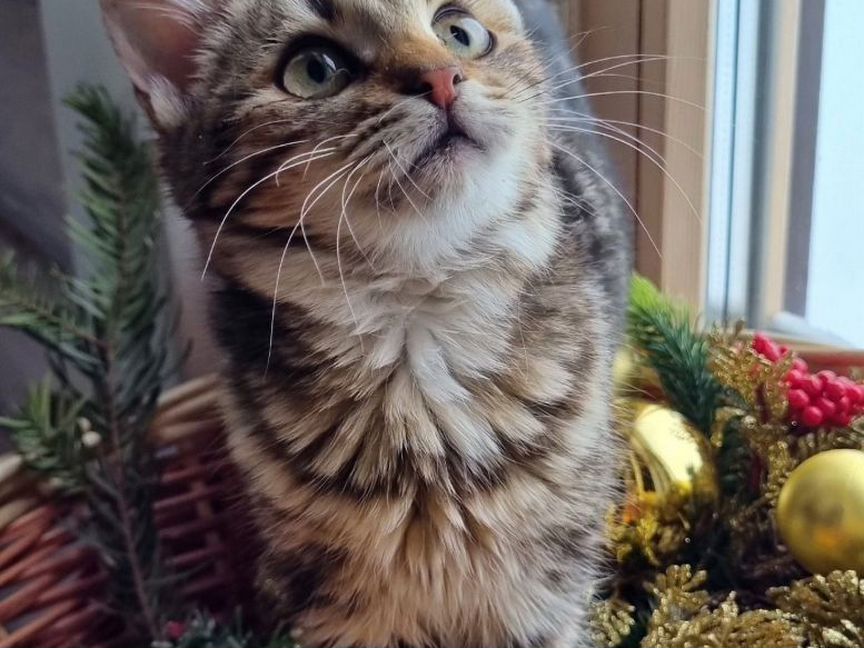 Котенок матильда