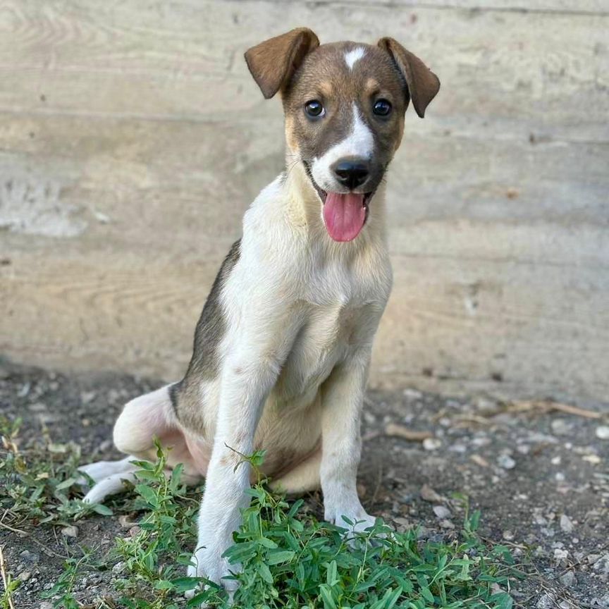 Ищет дом щенок не крупной собачки Тося