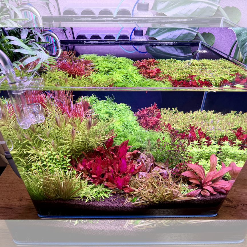 Аквариумные растения