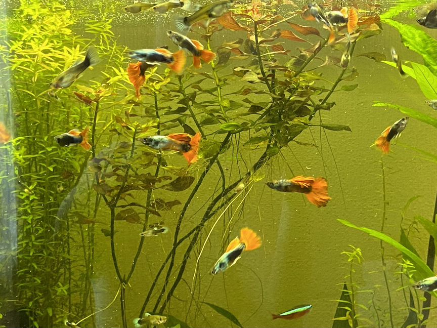 Подроски гуппи