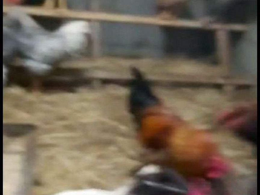 Петухи и цыплята элитных пород