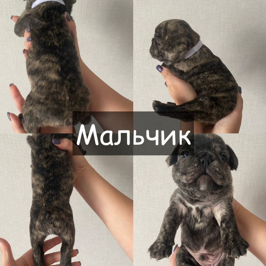 Французский бульдог, щенок