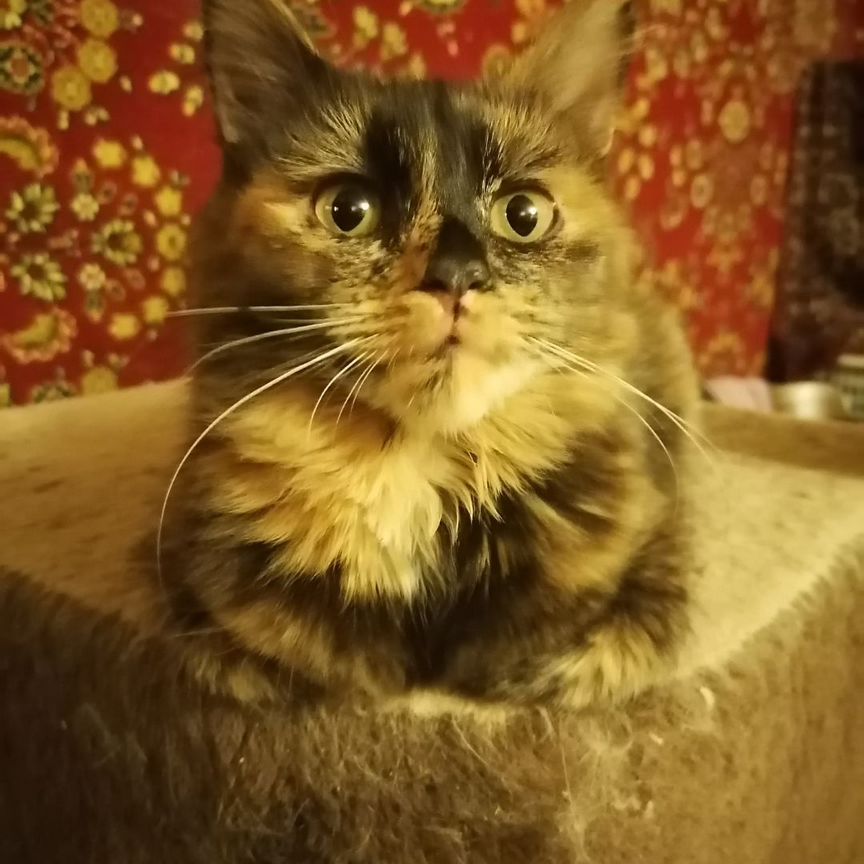 Кошки в добрые руки