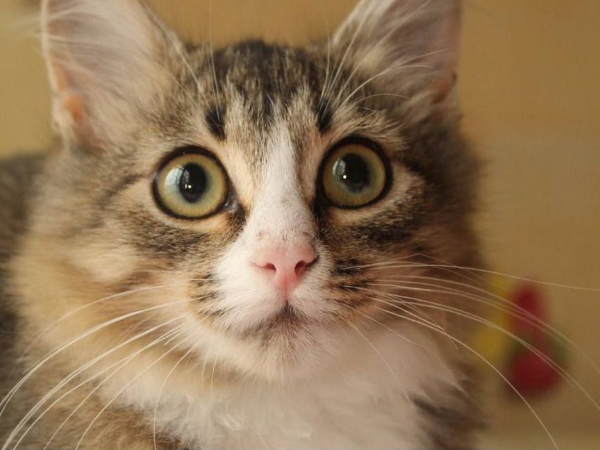 Котенок Рик в добрые руки