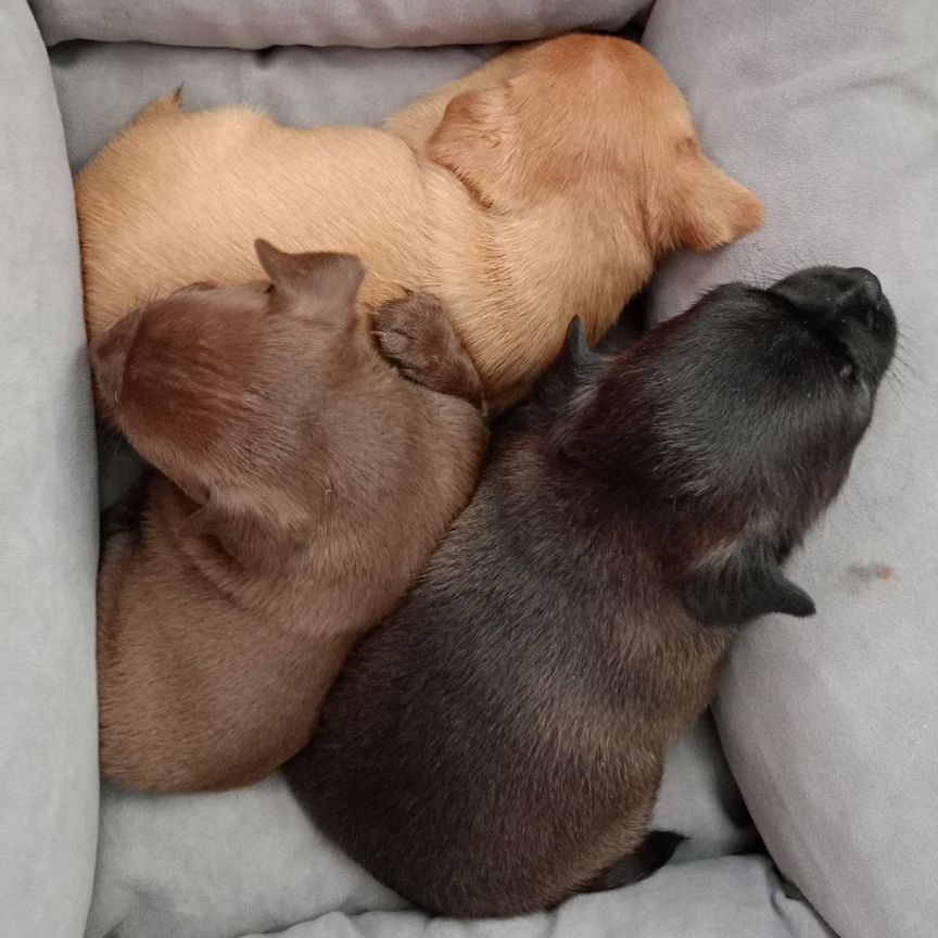 Чихуахуа, щенок