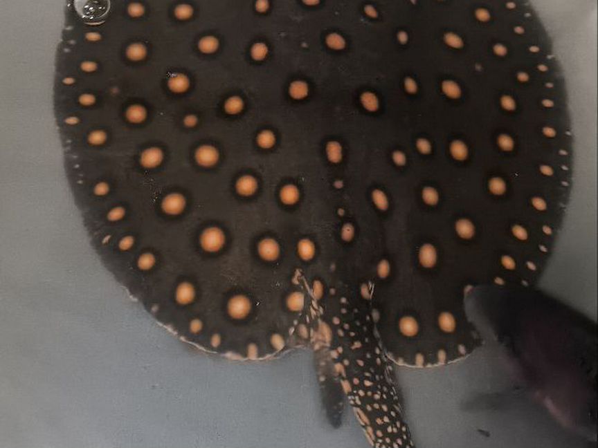 Скат моторо