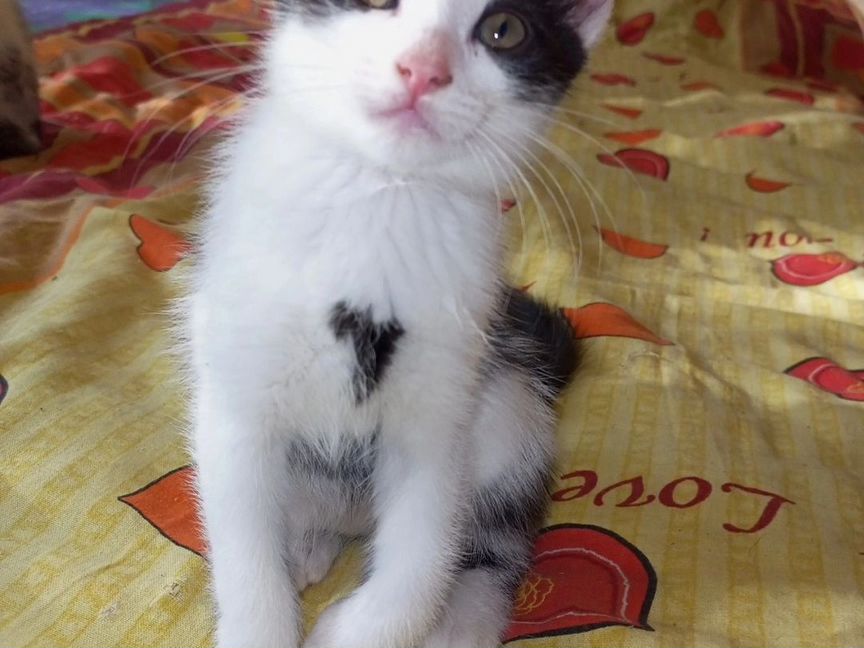 Котята в дар