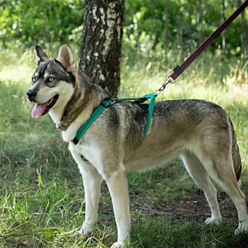 Алисе очень нужен дом