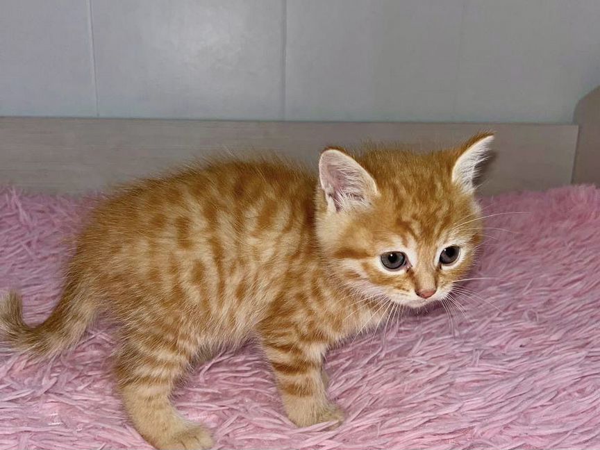 Шотландская кошка