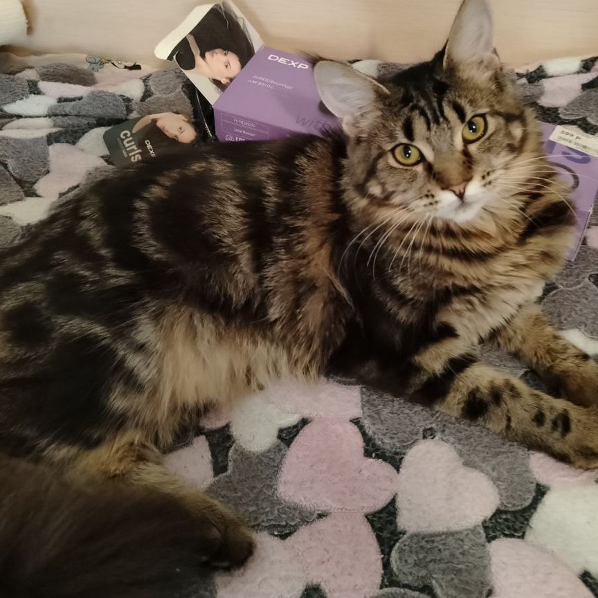 Мейн-кун котёнок