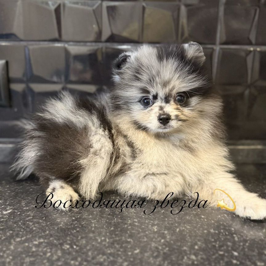 Померанский шпиц, щенок