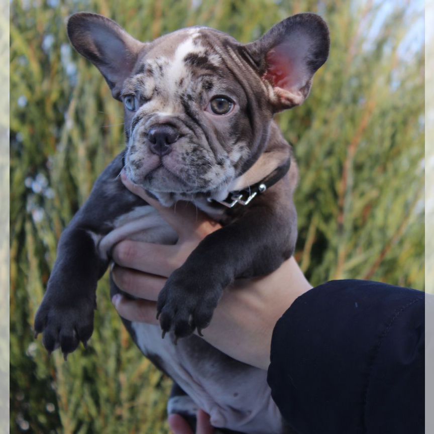 Французский бульдог, щенок