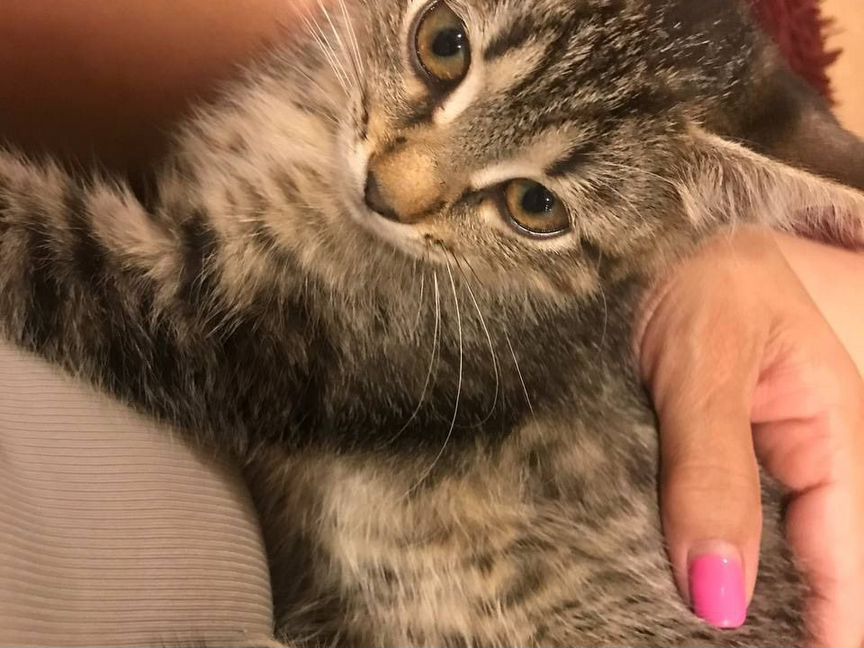 Маленькая кисонька в добрые руки