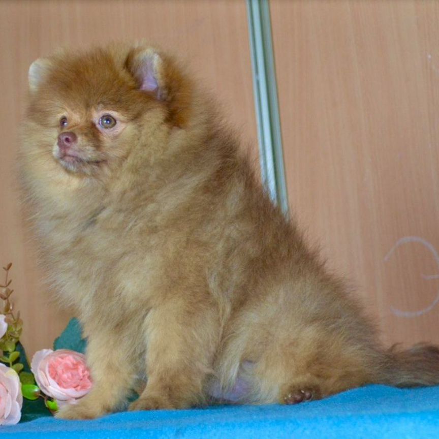 Шпиц редкий