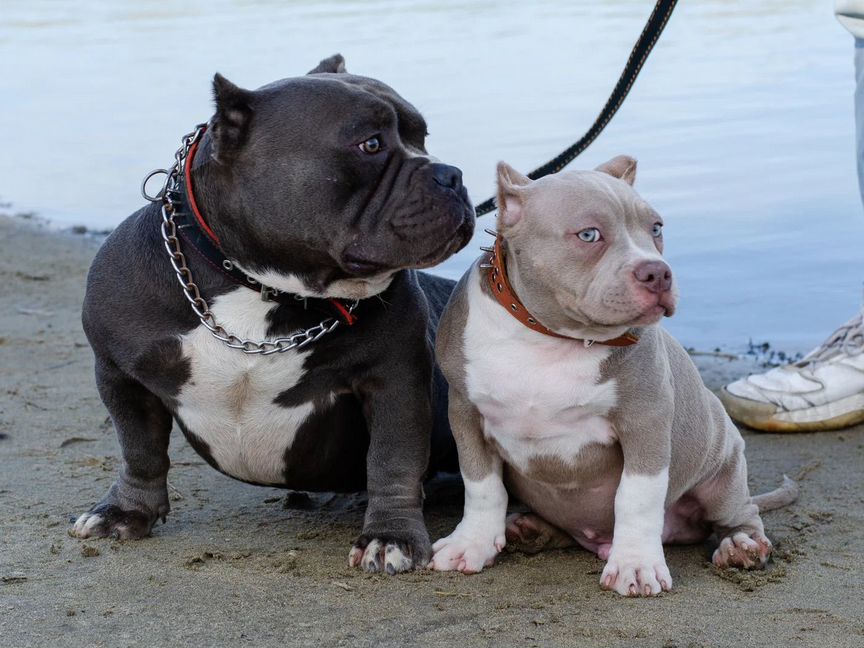 Сын американских булли покет