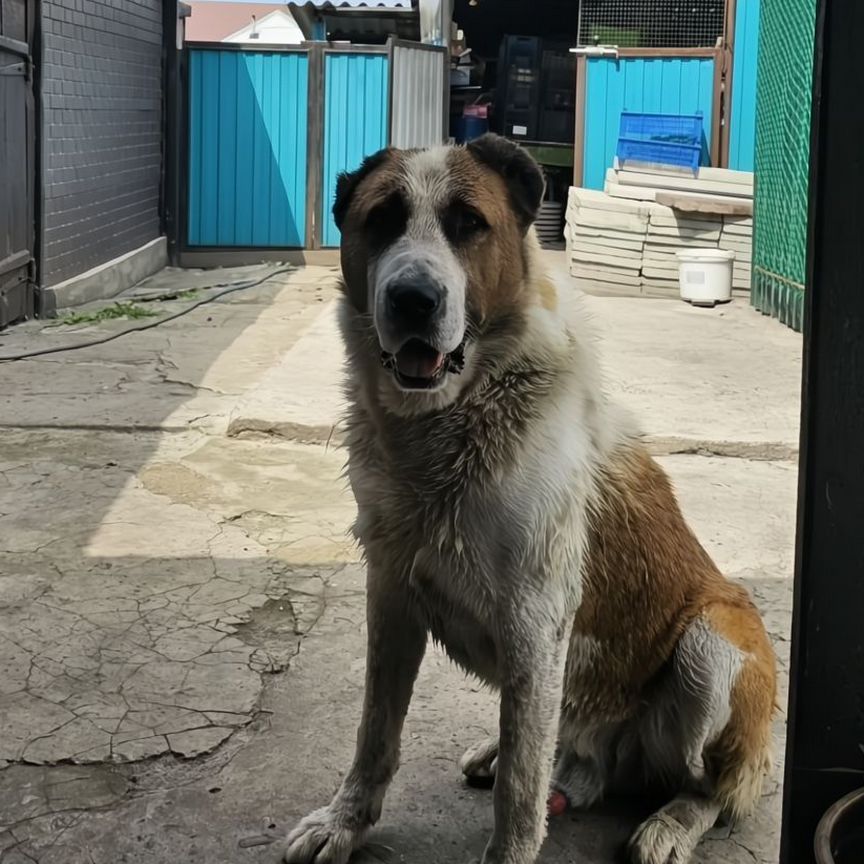 Среднеазиатская овчарка, взрослый пёс