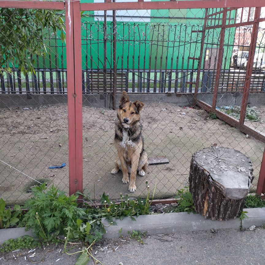 Собака в добрые руки отдам бесплатно