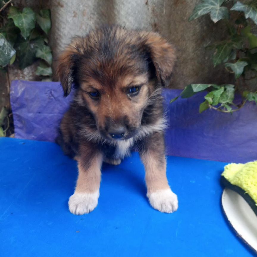 Щенулька ищет дом