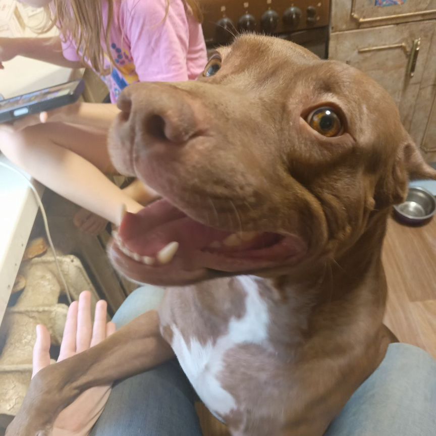 Щенки питбультерьера