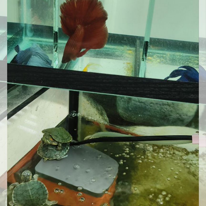 Аквариумные рыбки и растения