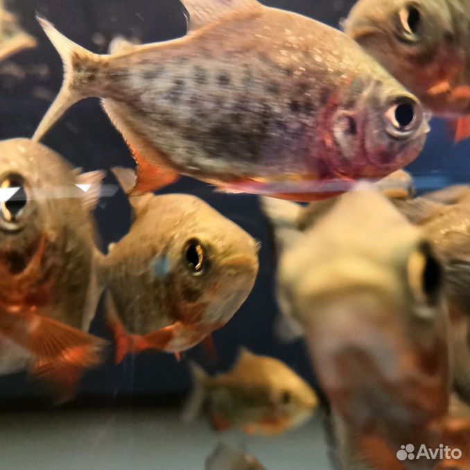 Пиранья Паку травоядная