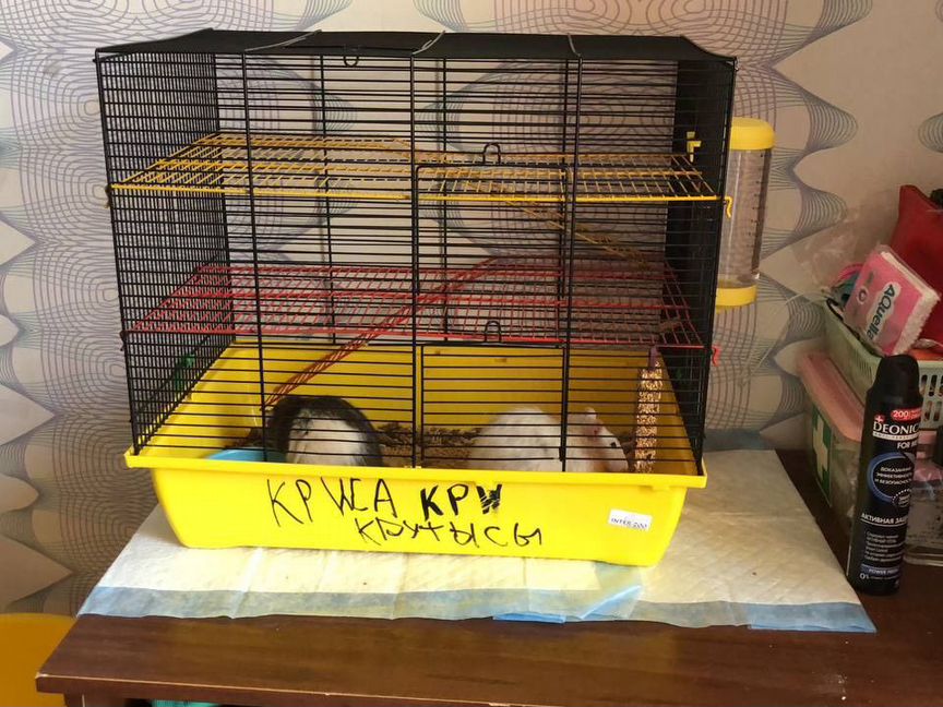 Клетка для крыс