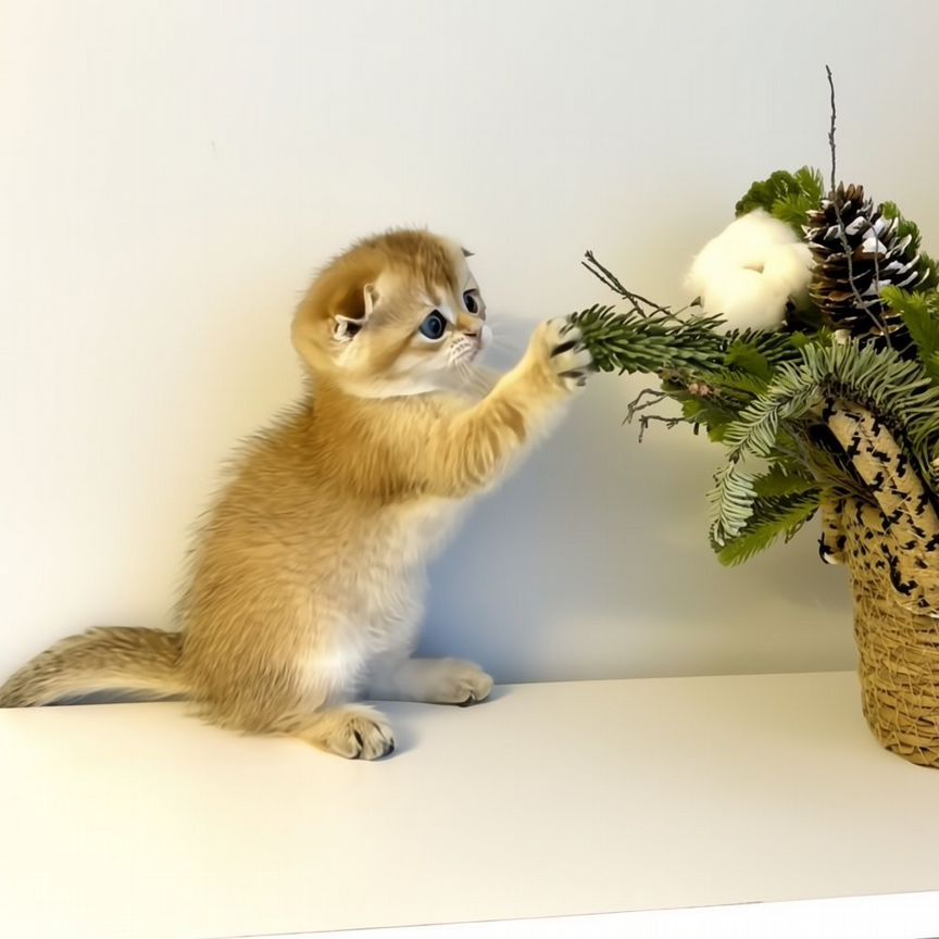 Шотландский вислоухий короткошёрстный котёнок