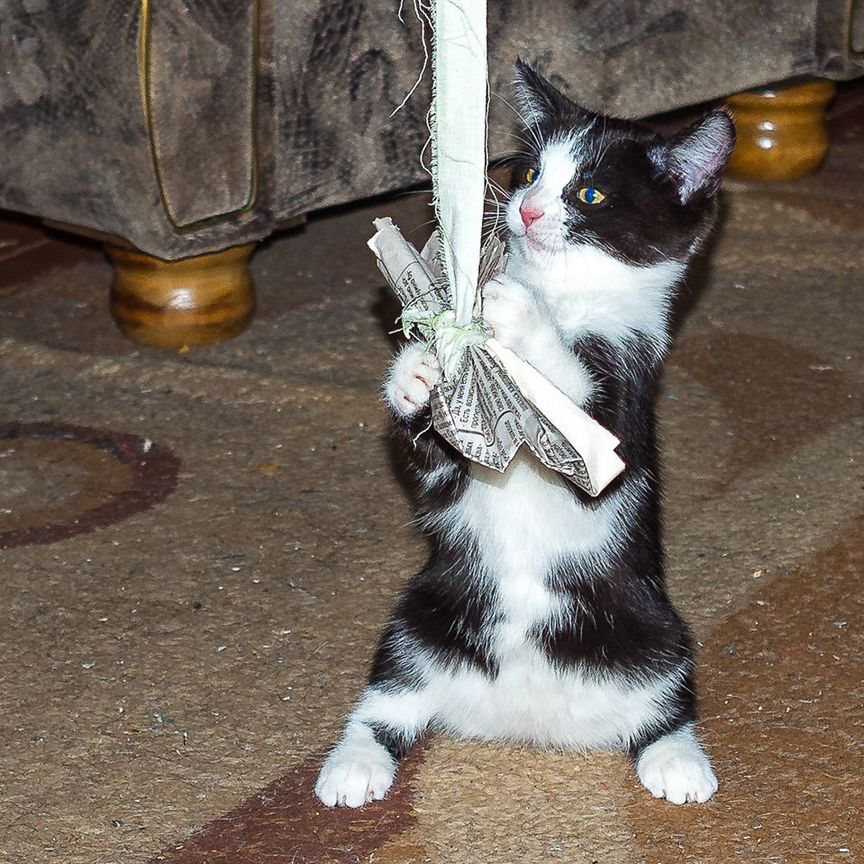 Котята бесплатно