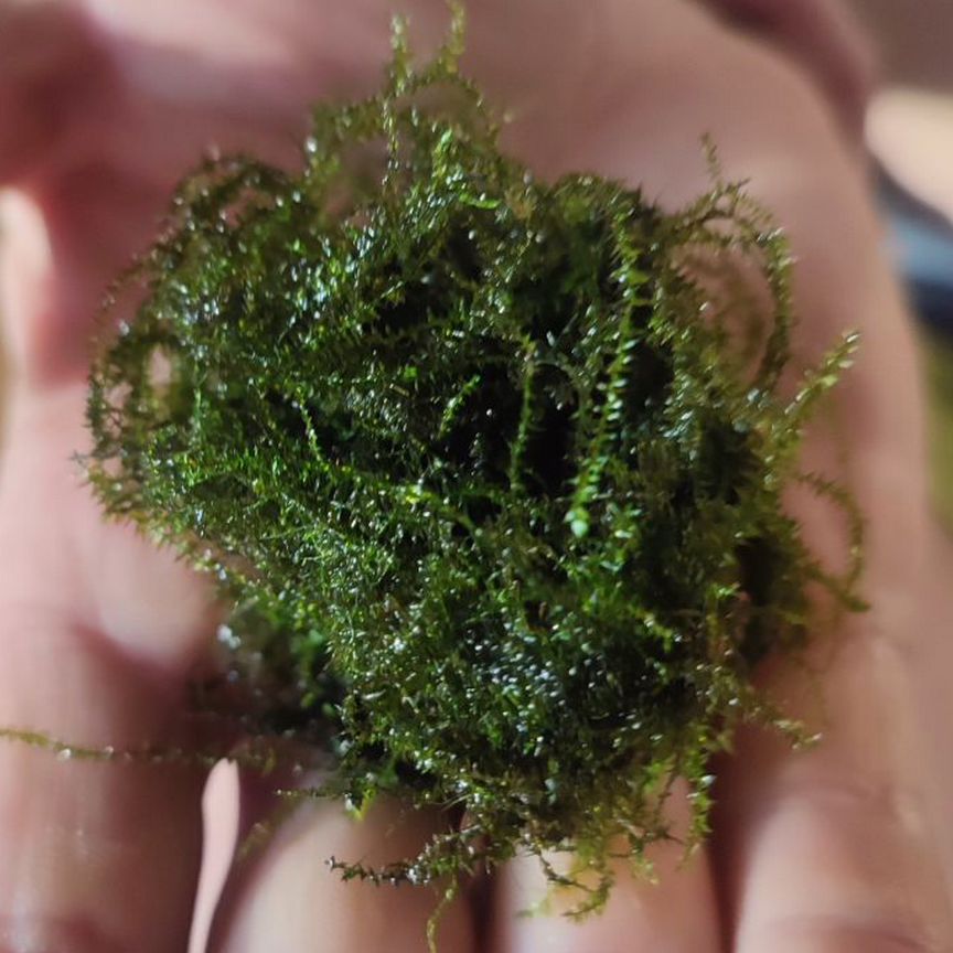 Яванский мох для аквариума