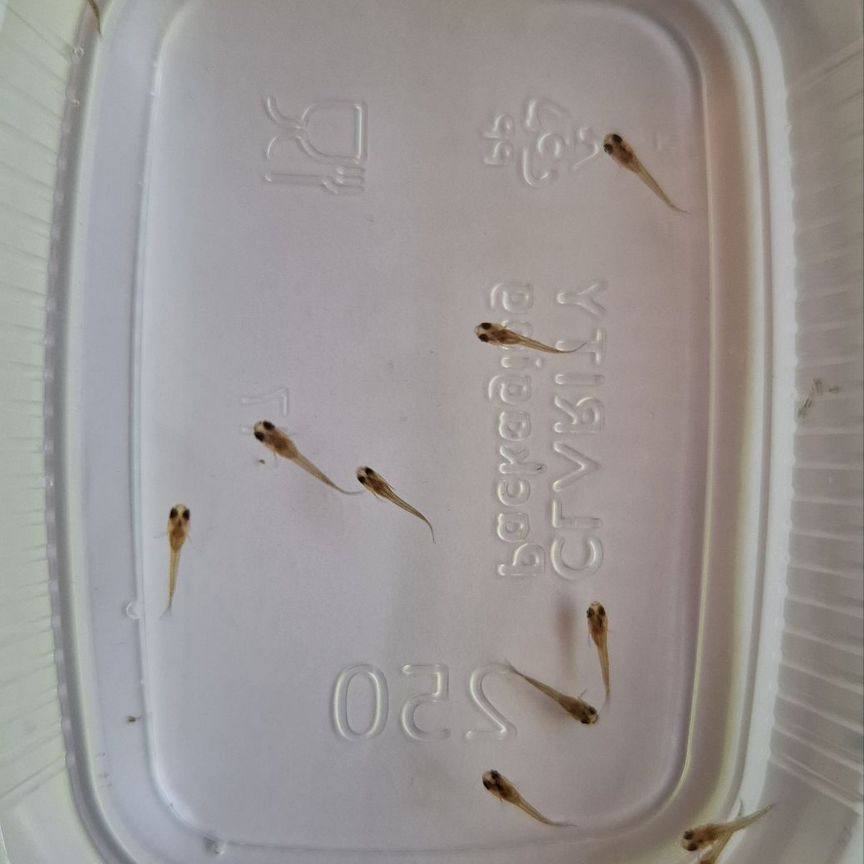 Мальки гуппи