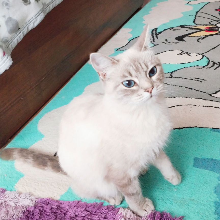 Отдам кошечку в добрые руки