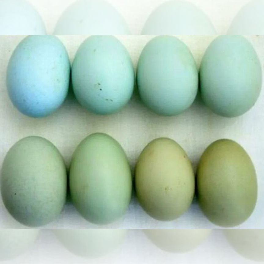 Амераукана