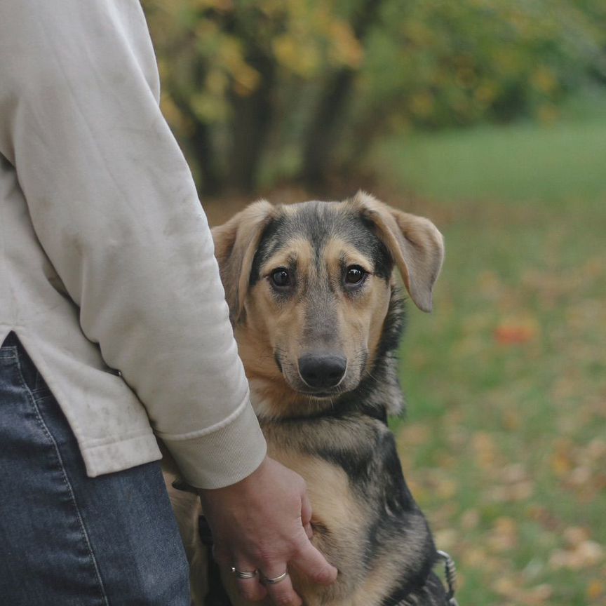 Миндалька в добрые руки