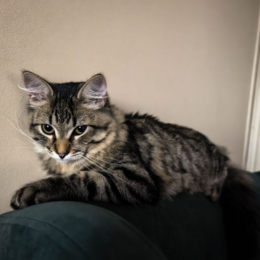 Сибирский котёнок