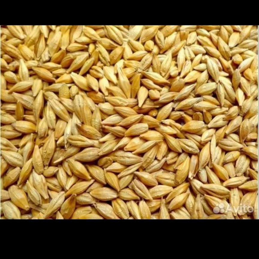 Ячмень 2024года урожай