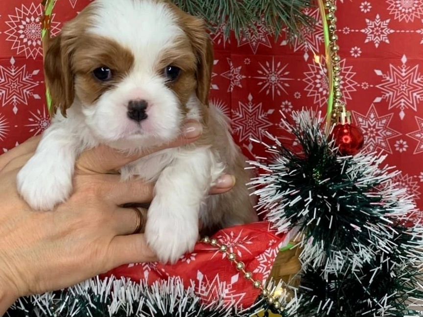 Щеночки Кавалер Кинг Чарльз