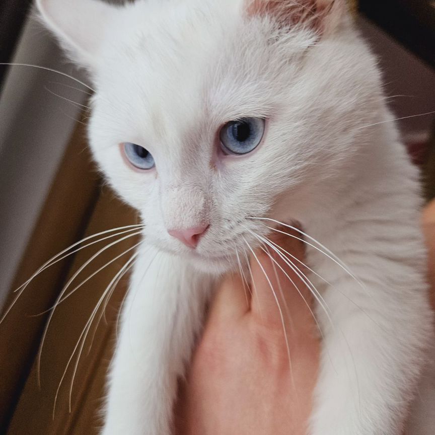 Кот голубоглазый блондин