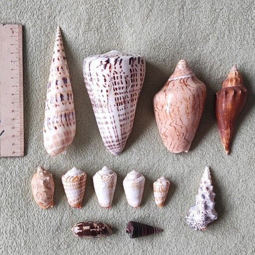 Рапаны, ракушки, кораллы, рыба фугу