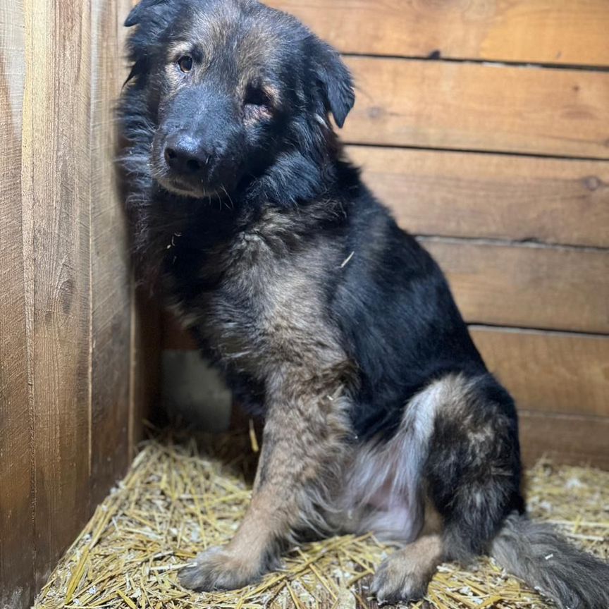 Пушистый Проша в приюте