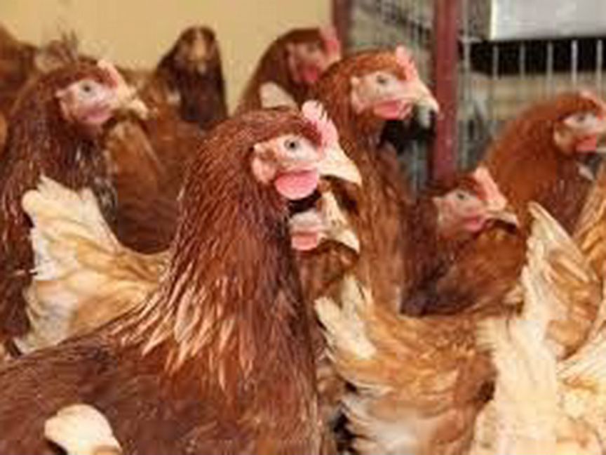 Бройлеры,гуси,куры, Муларды