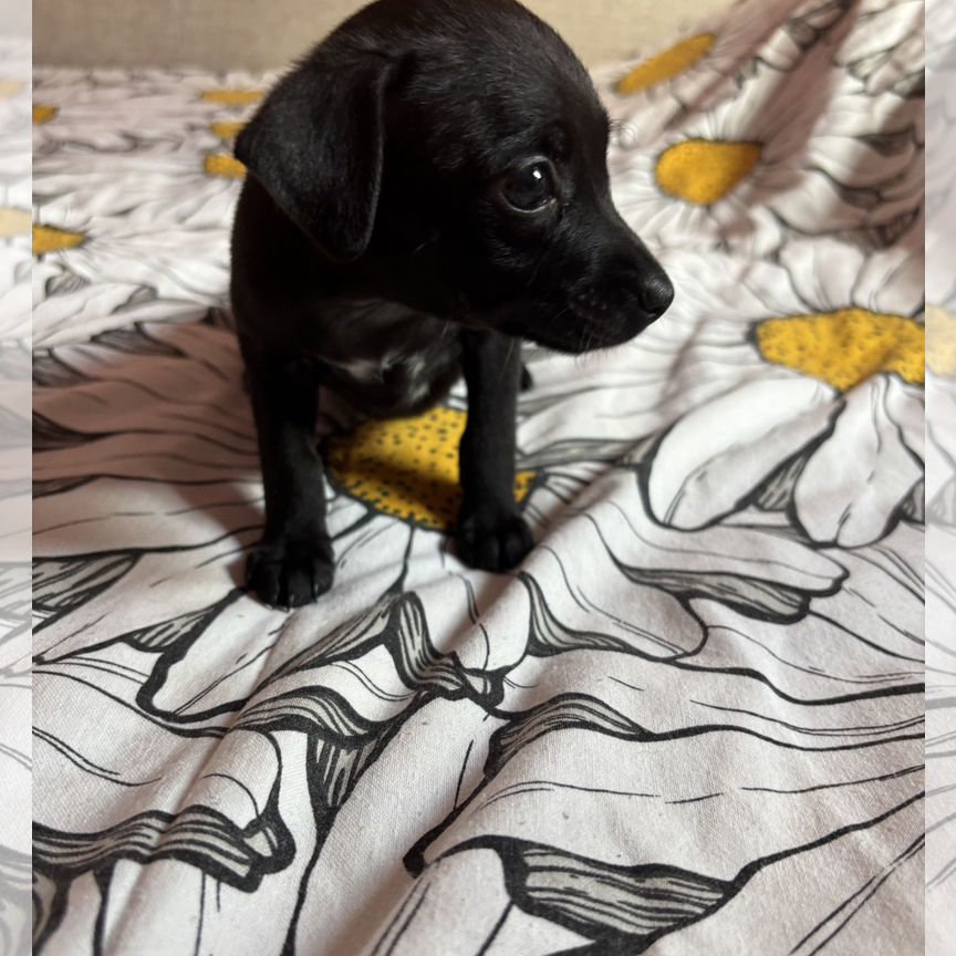 Русский той-терьер, щенок