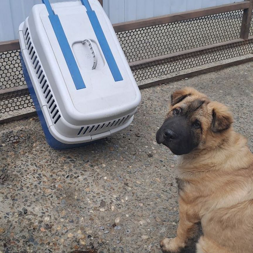 Переноска для животных очень большая пластиковая