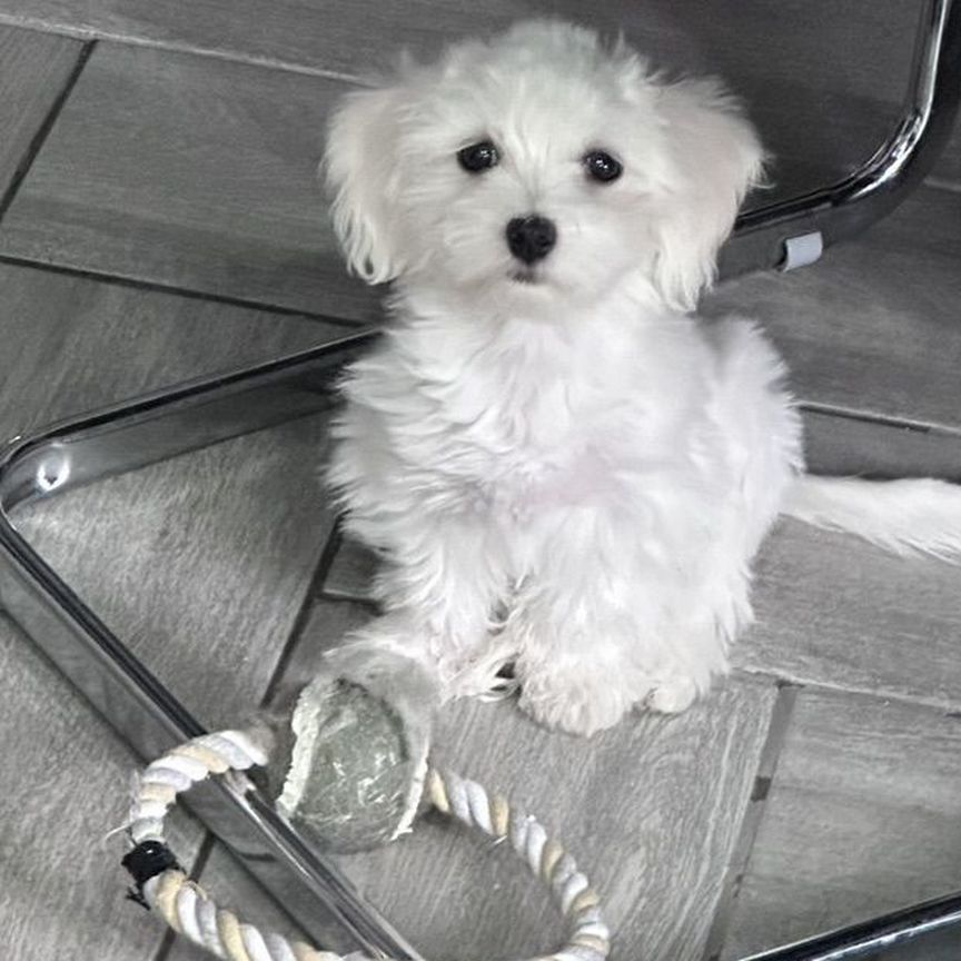 Продам мальтийскую болонку (мальчик)