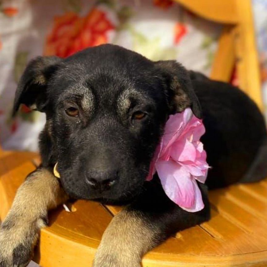 Щенок Шейла ищет дом