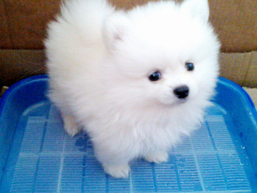 Шпиц мини померанчик