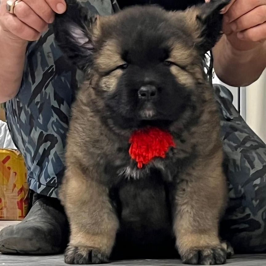 Кавказская овчарка, щенок