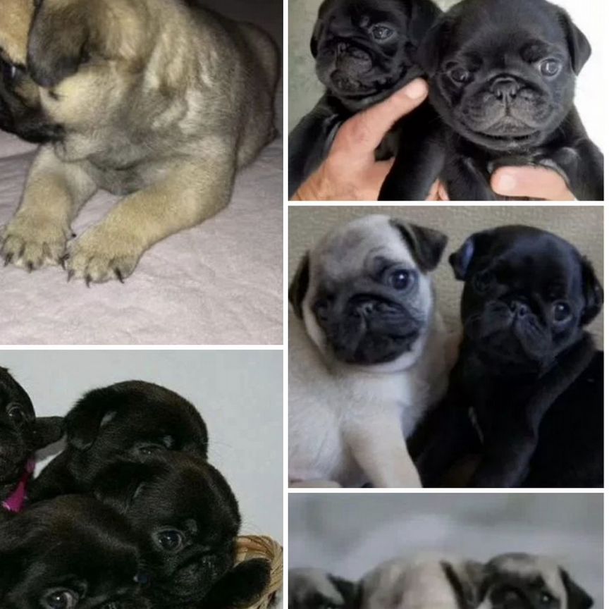 Мопс, щенок