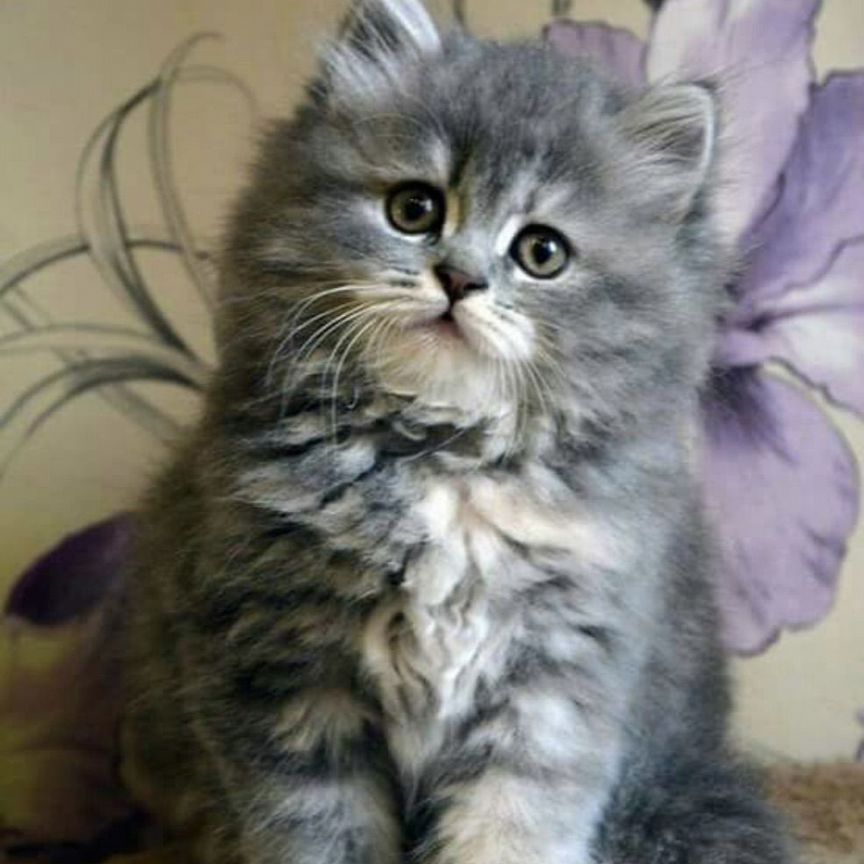 Сибирские котята голубой мрамор