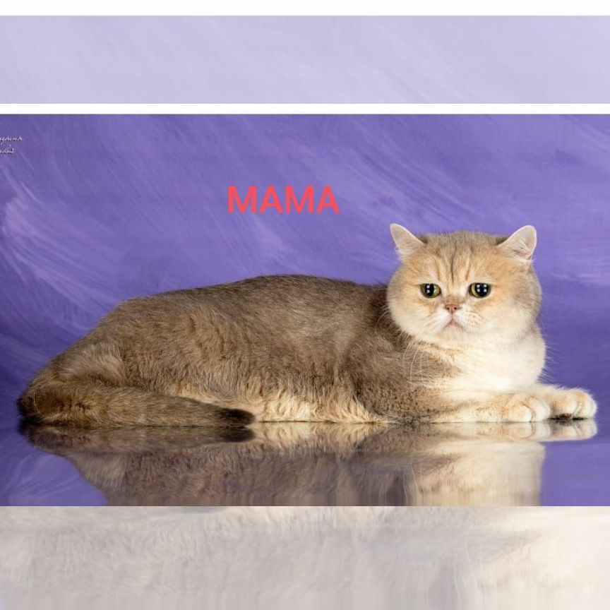 Британские котята